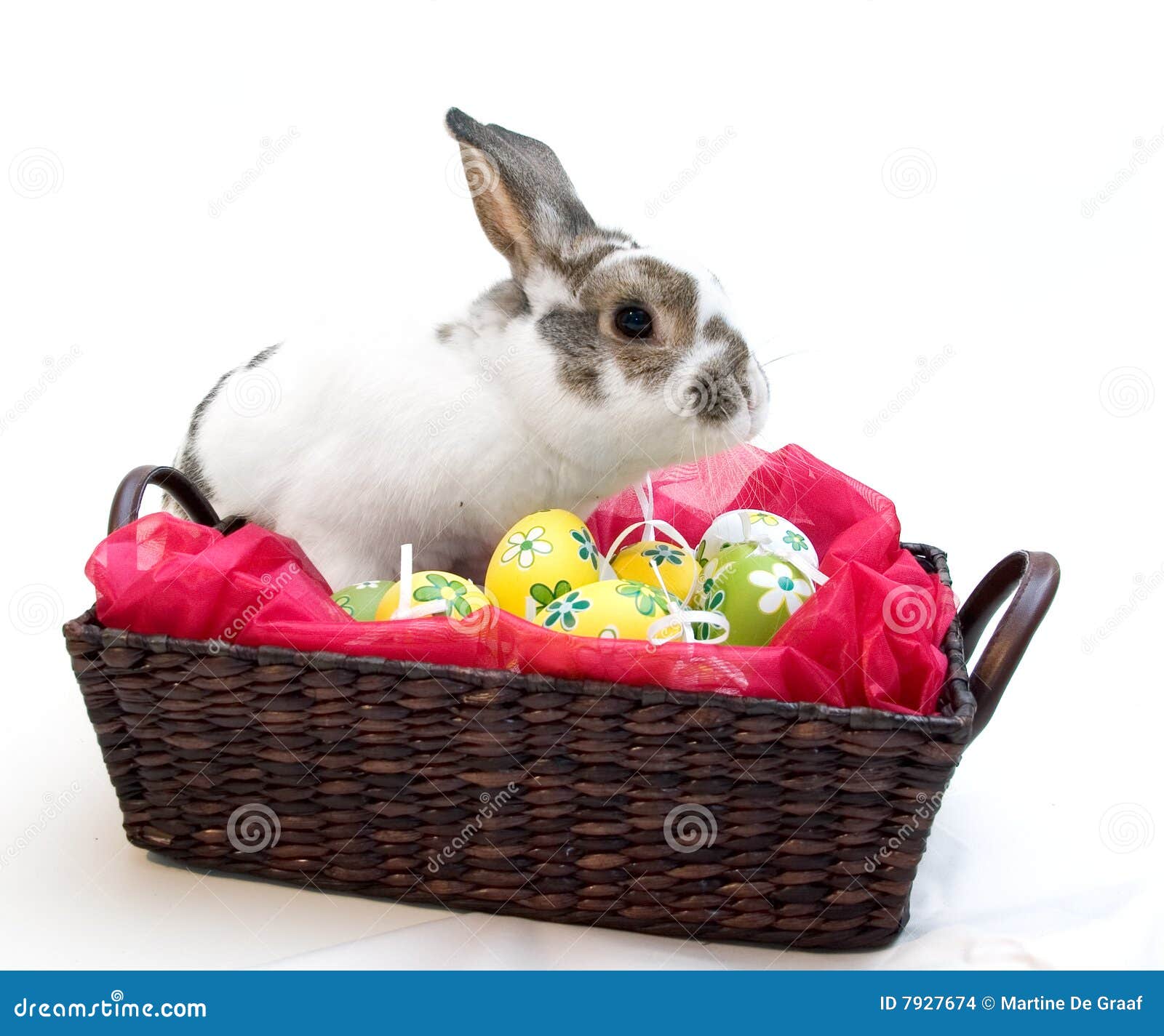 Easter Rabbit stock photo. Image of life, holiday, curious - 7927674