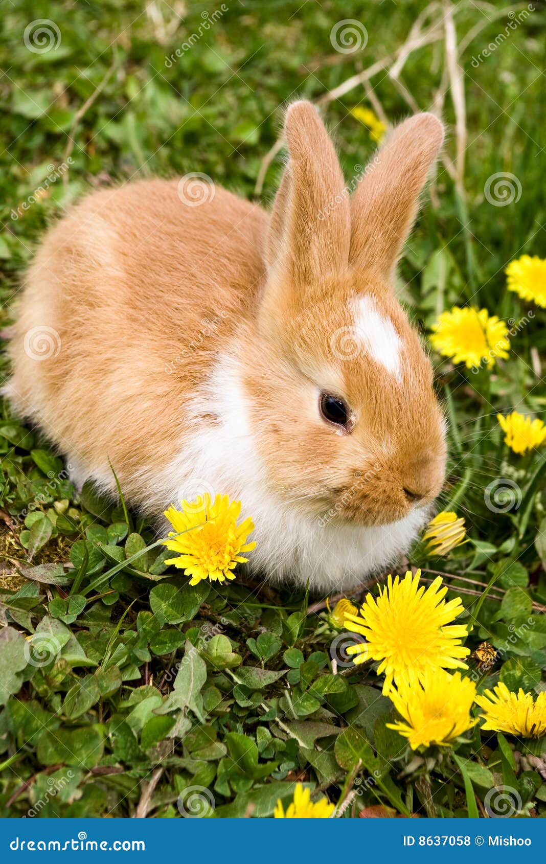 Easter rabbit stock photo. Image of playful, watching - 8637058