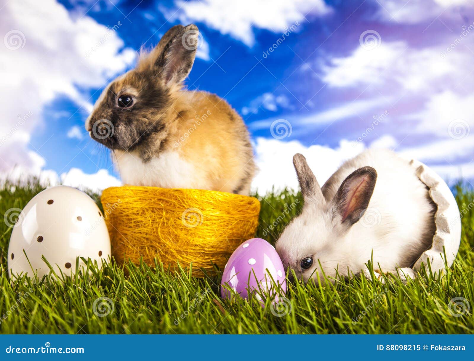 Easter Abbit Stock Photos - Free & Royalty-Free Stock Photos from ...