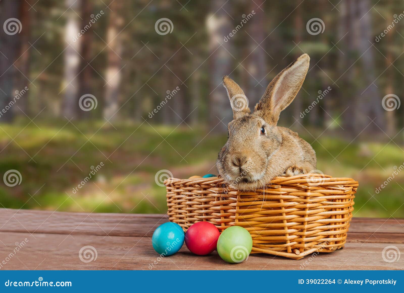 Easter rabbit in a basket stock photo. Image of farm - 39022264