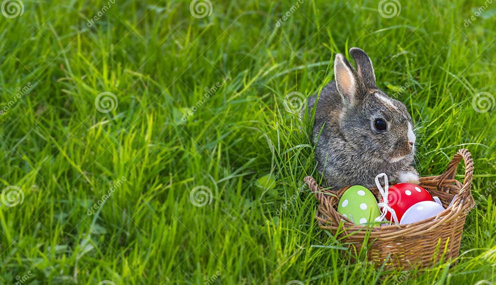 An Easter Rabbit with a Basket with Easter Eggs Stock Photo - Image of ...