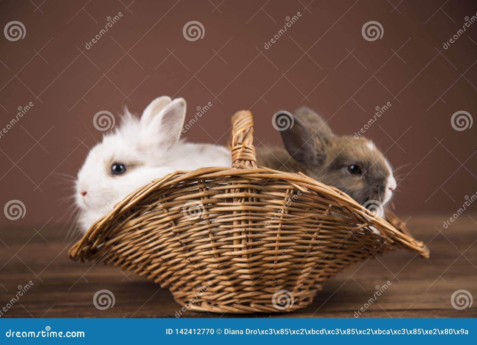 Easter rabbit in a basket. stock photo. Image of shell - 142412770