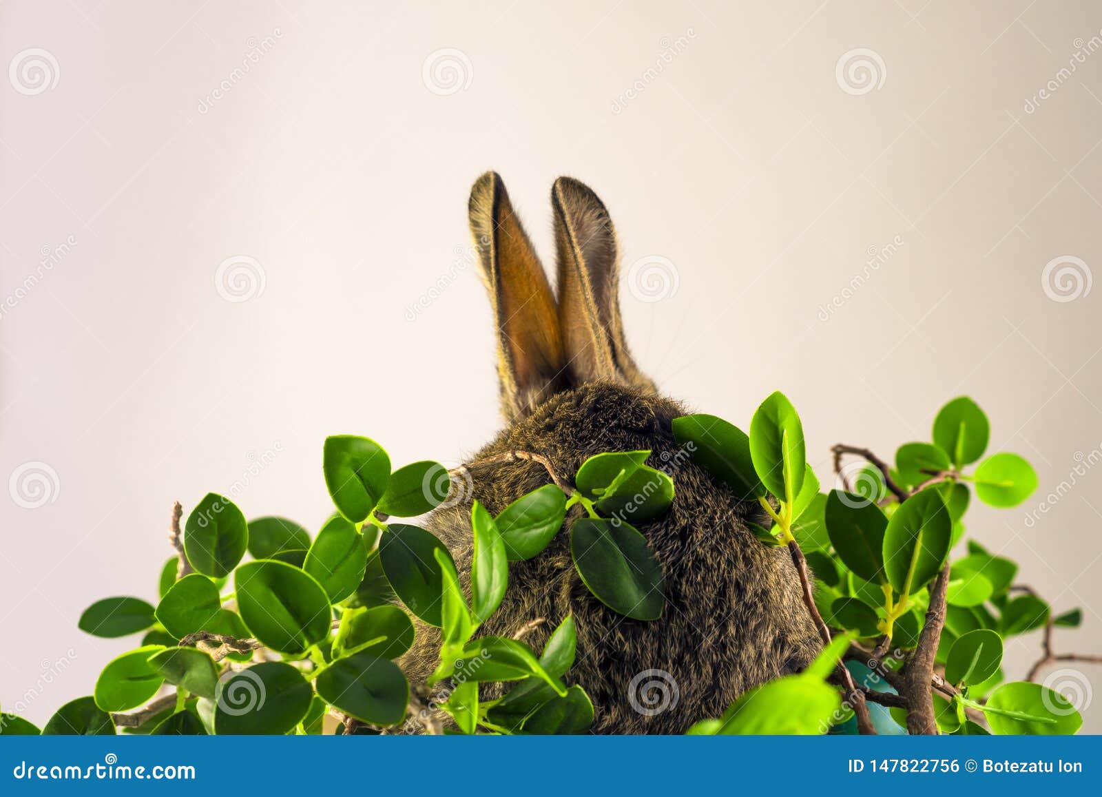 Easter Rabbit from Behind in Vivid Green Leafs Stock Photo - Image of ...