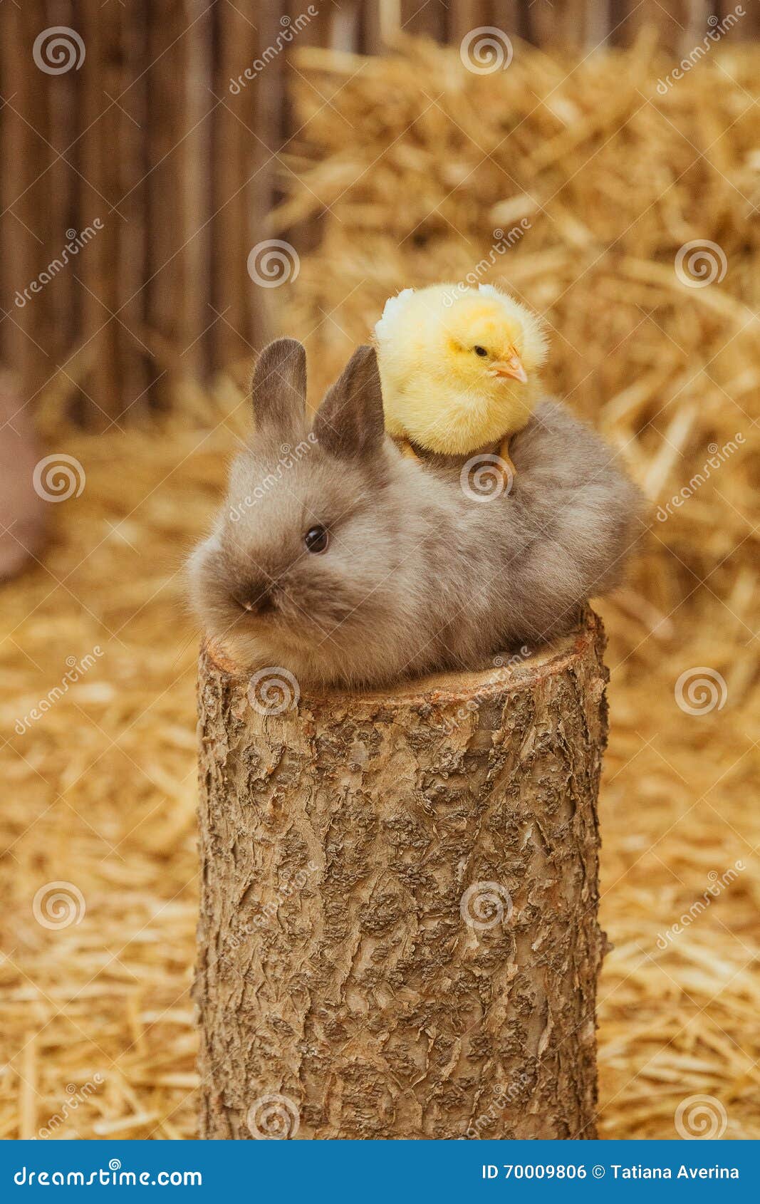 Easter rabbit and chicken stock photo. Image of holiday - 70009806