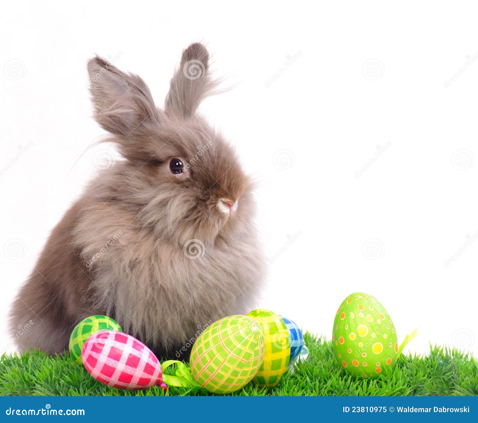 Easter Rabbit with eggs stock image. Image of lawn, holiday - 23810975
