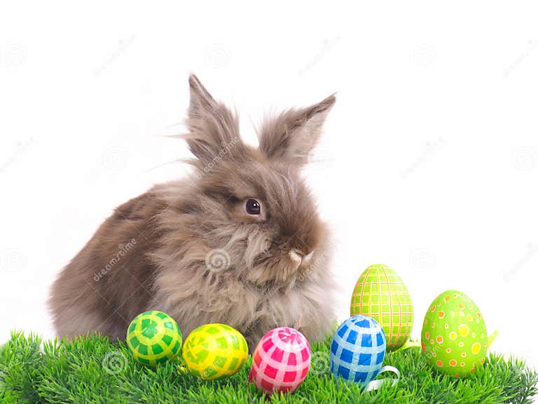 Easter Rabbit with eggs stock image. Image of holiday - 24062283