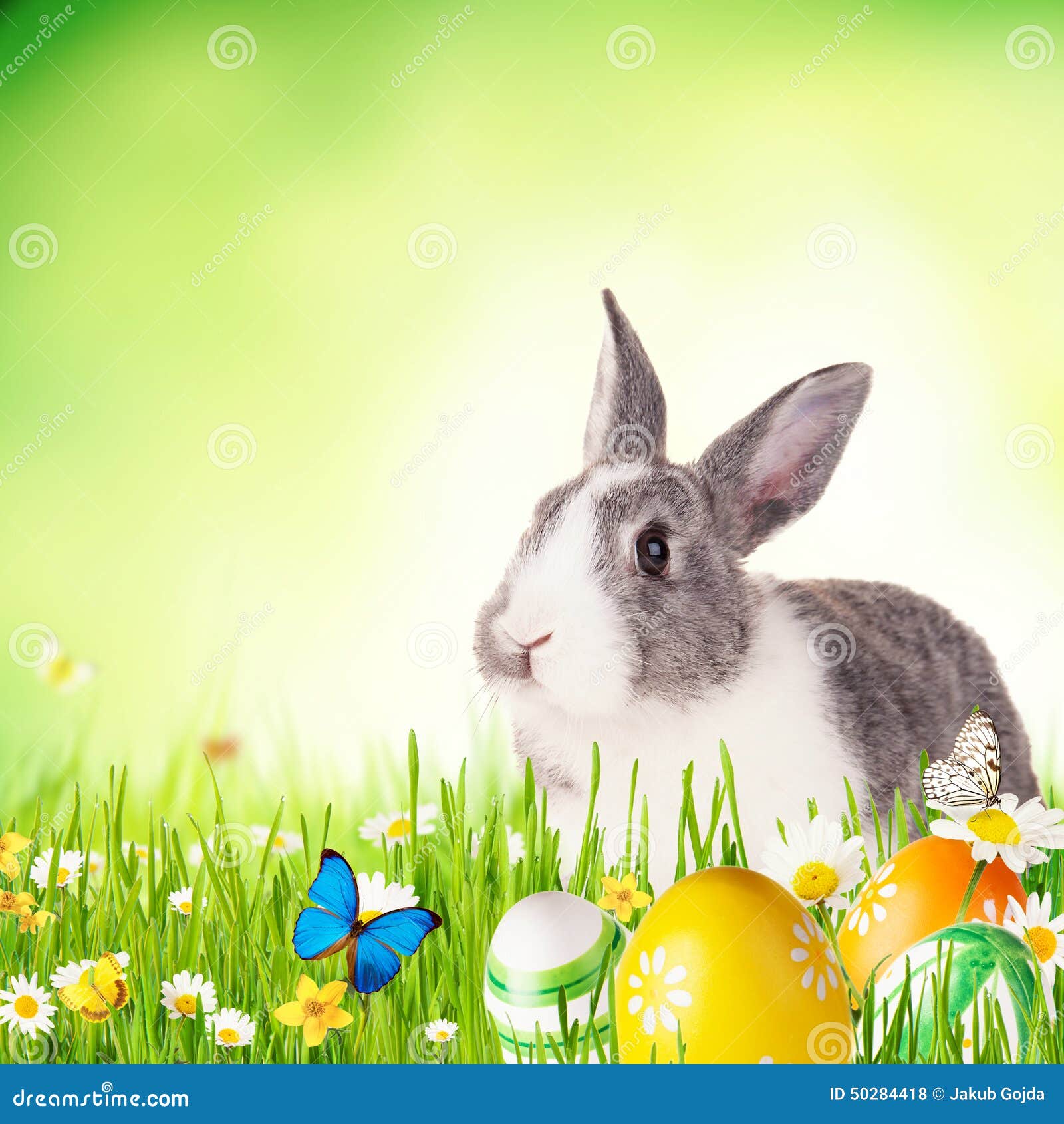 Easter rabbit in grass stock photo. Image of rabbit, farm - 50284418