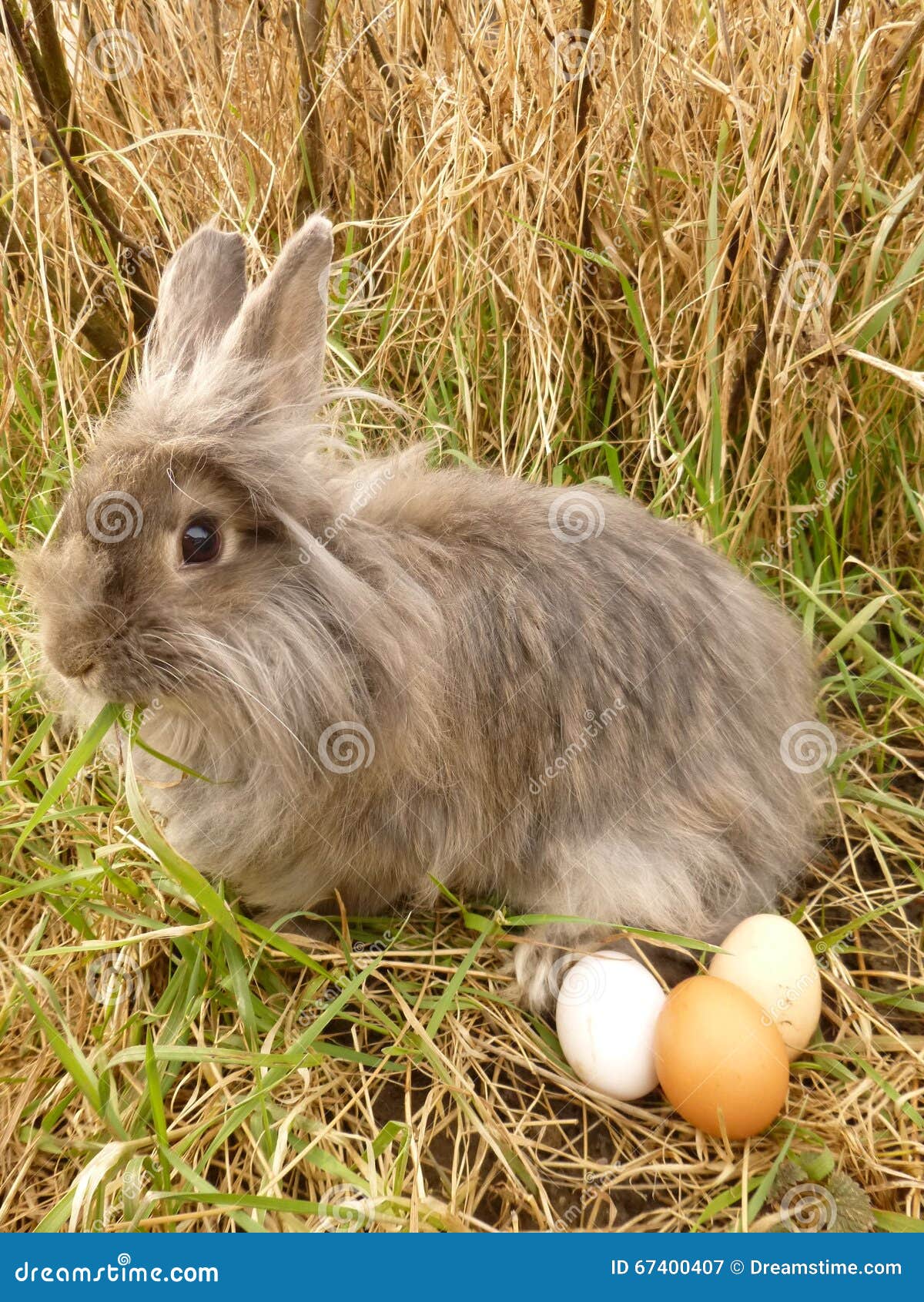 Easter rabbit stock image. Image of animal, love, happy - 67400407