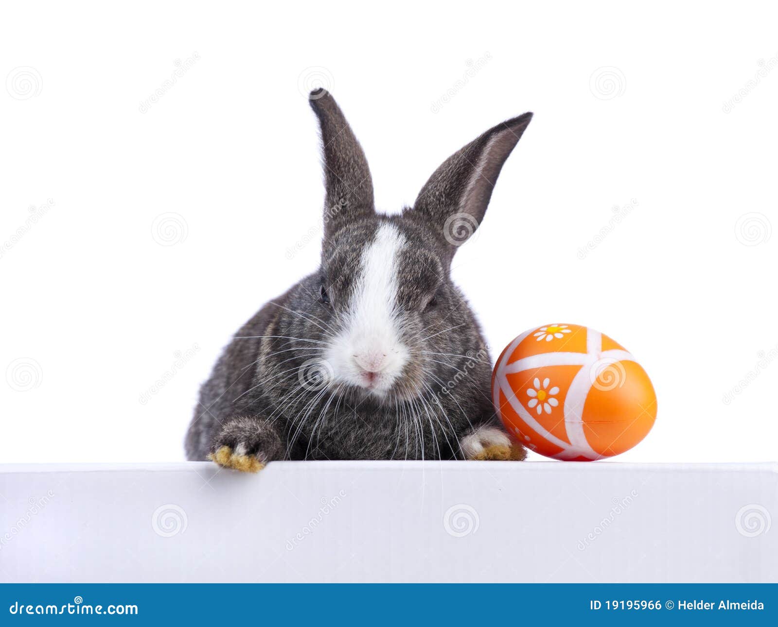 Easter Rabbit Holding a Banner Stock Photo - Image of fluffy, banner ...