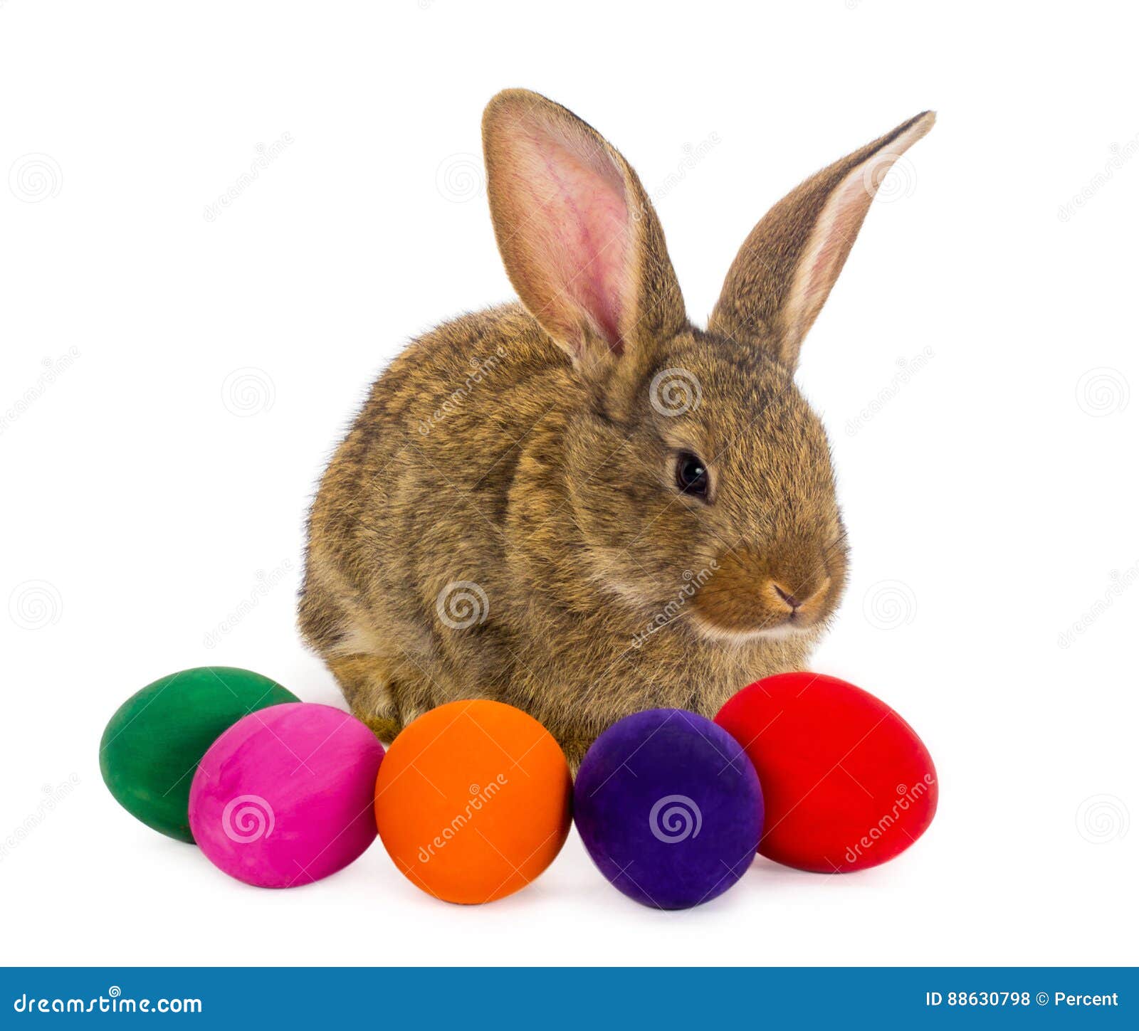 Easter Rabbit with Painted Eggs Stock Photo - Image of decoration ...