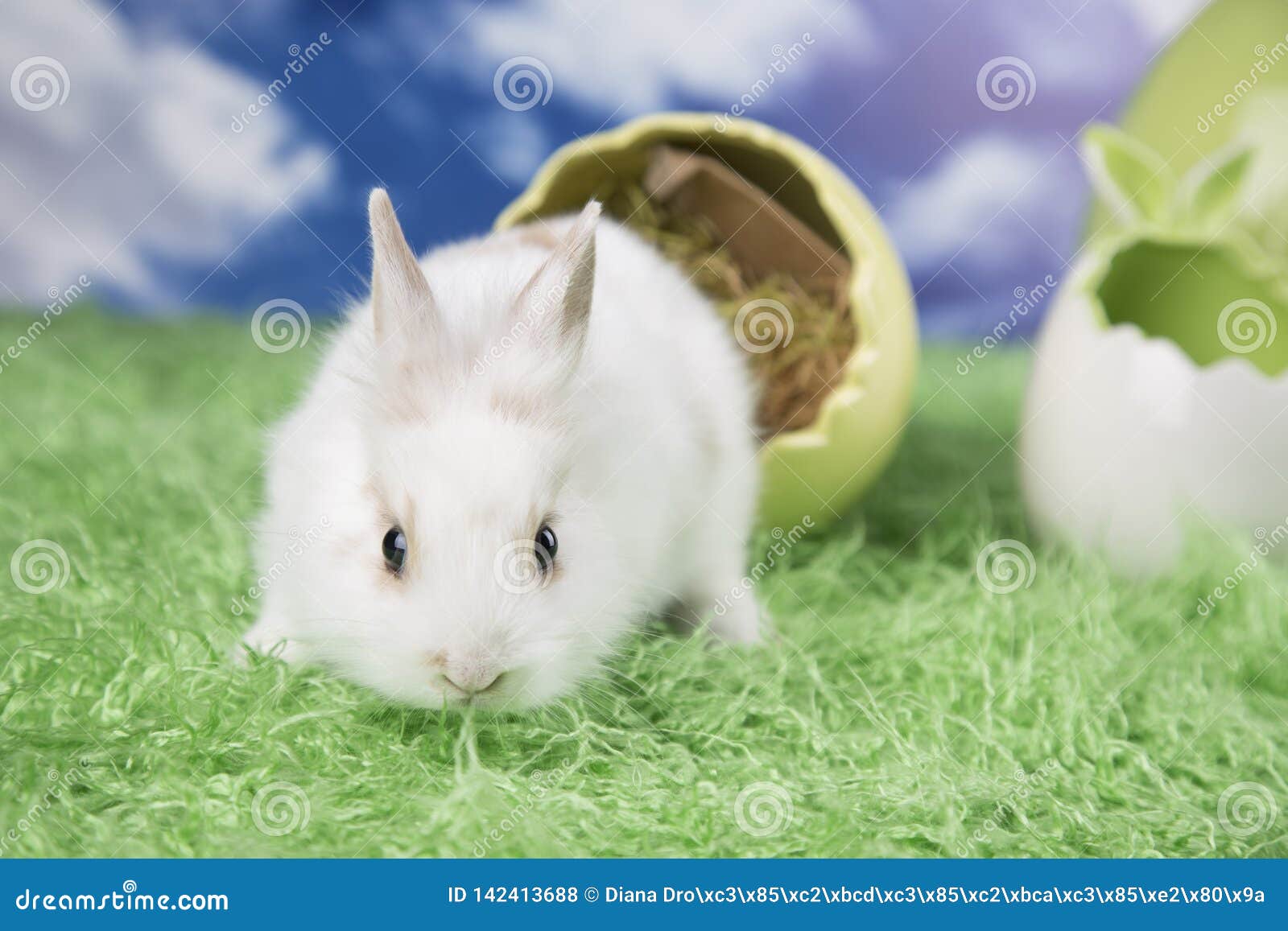 Easter Rabbit in a Shell of Eggs. Colorful Eggs. Green Grass, Flowers ...