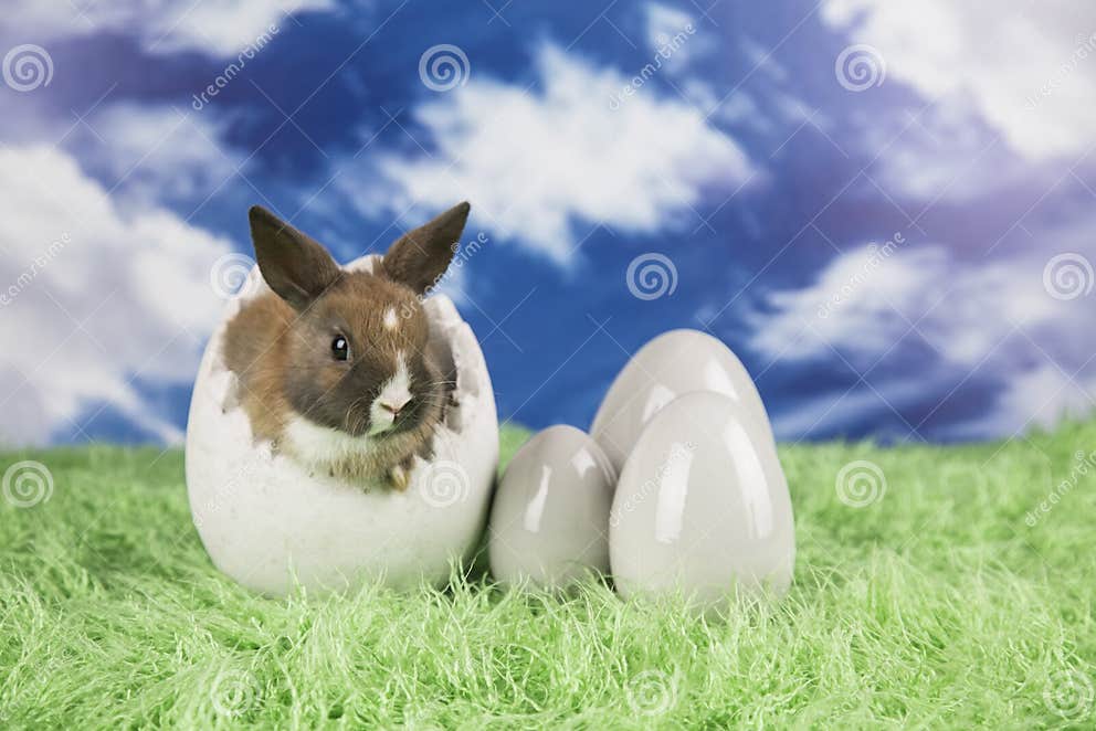 Easter Rabbit in a Shell of Eggs. Colorful Eggs. Green Grass, Flowers ...