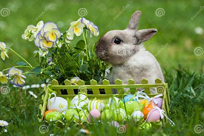 Easter rabbit stock photo. Image of nature, springtime - 40289806