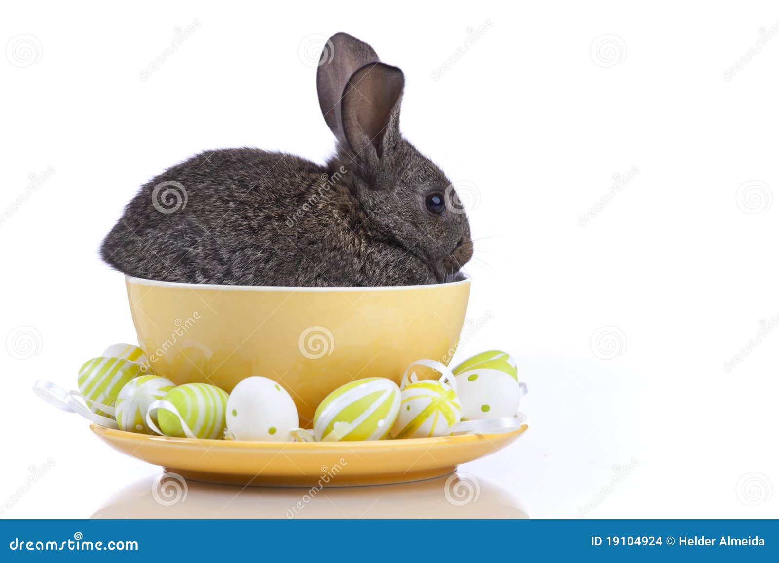 Easter Rabbits stock photo. Image of celebration, pets - 19104924