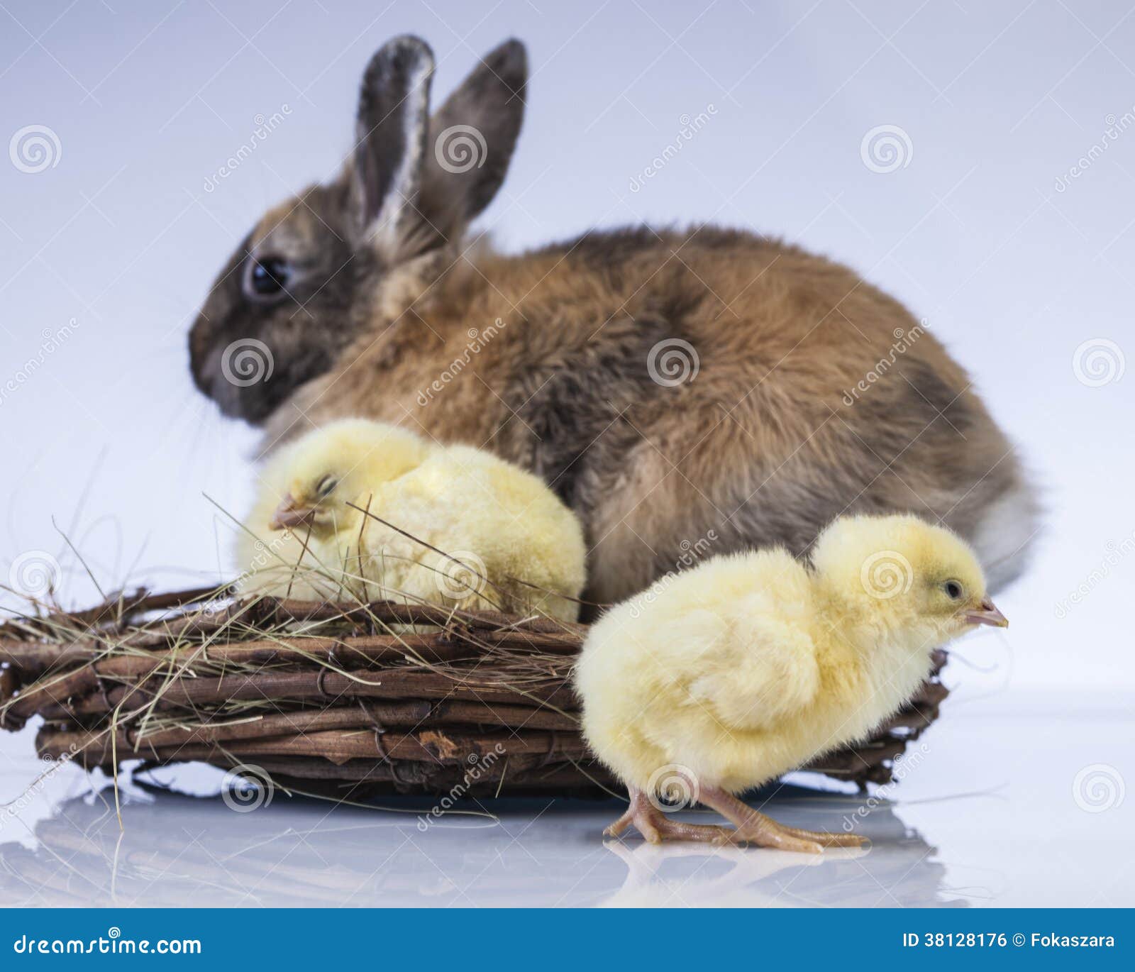Easter, Rabbits, Bunny Chicken, Eggs Stock Photo - Image of happy ...