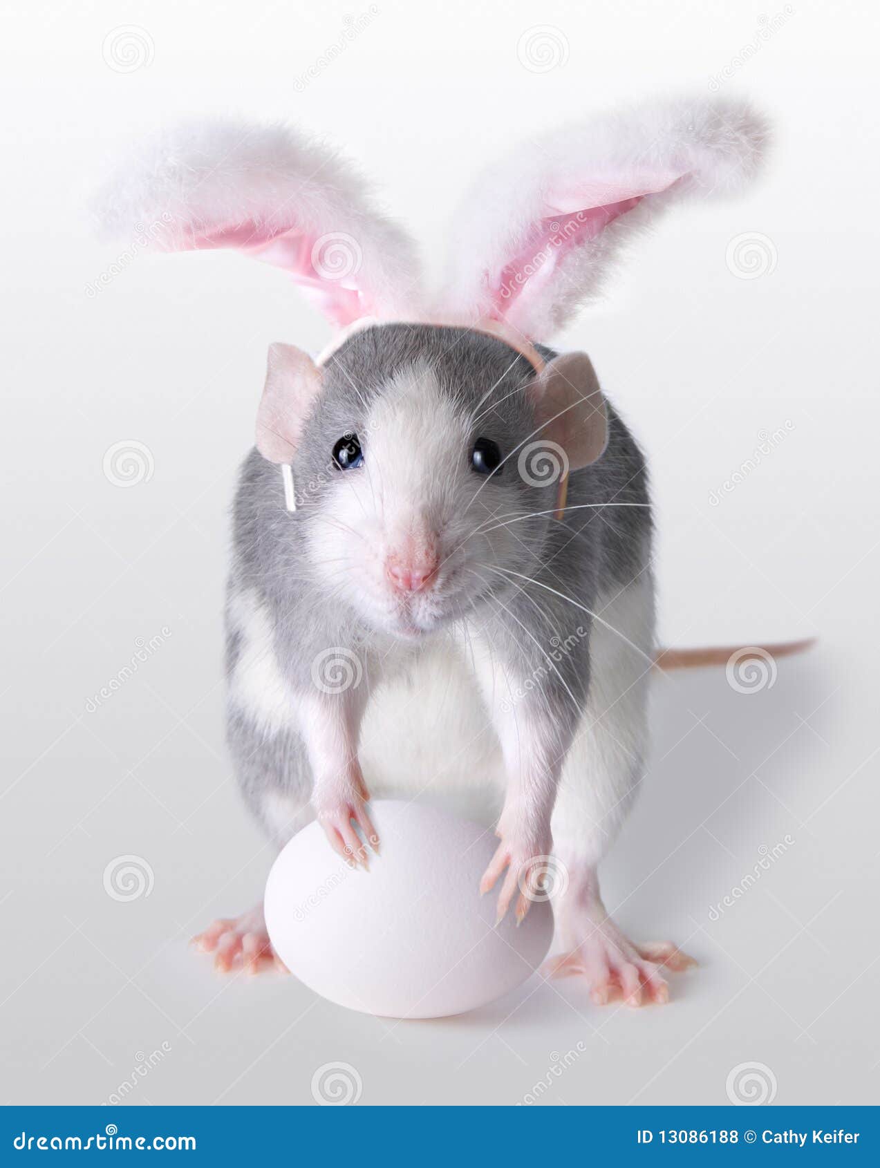 Easter Rat Royalty Free Stock Photos - Image: 13086188