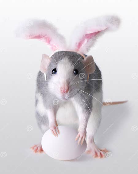 Easter Rat stock photo. Image of vermin, rabbit, furry - 13086188