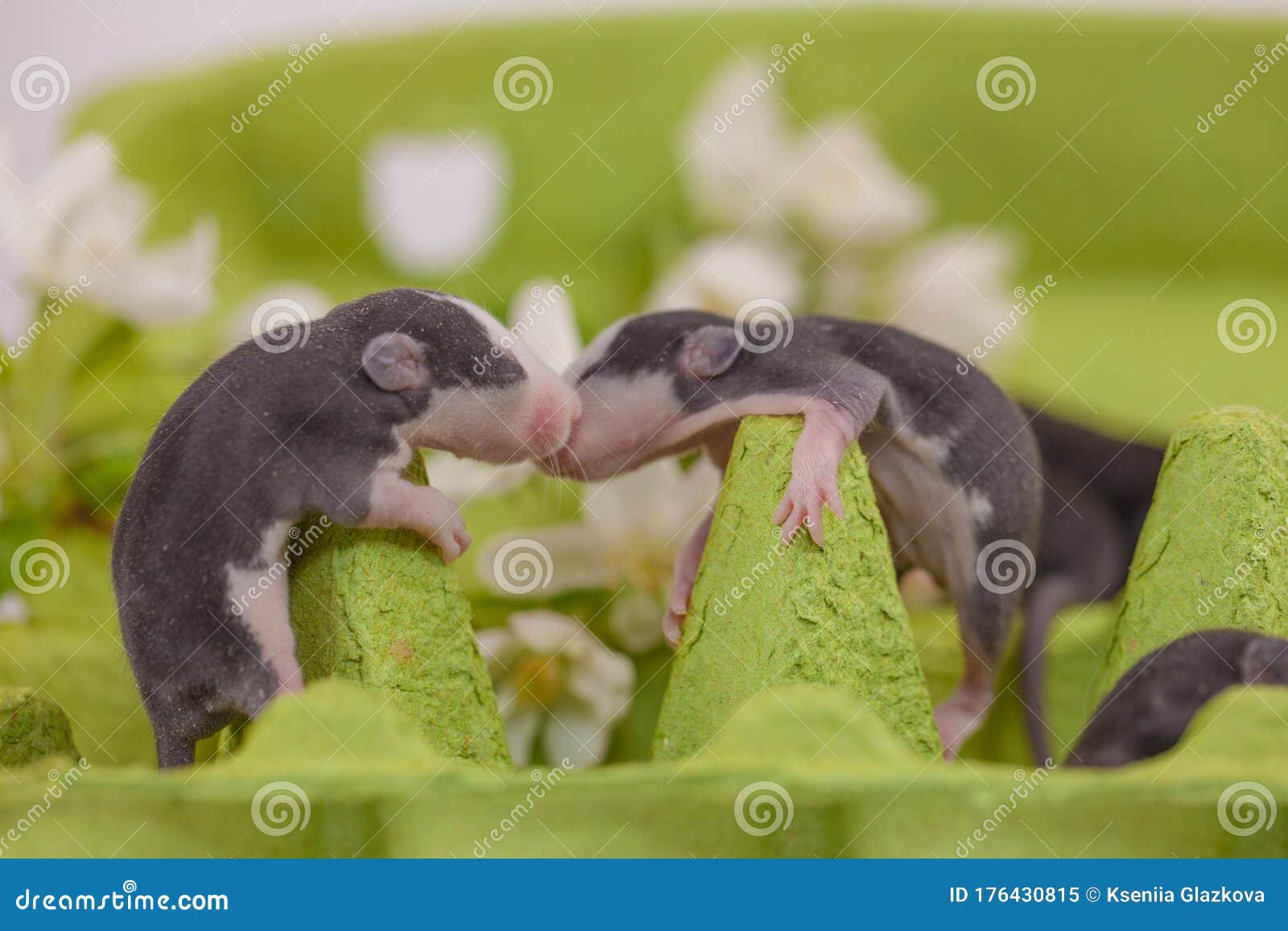 Easter Rats. Cute Newborn Character for 2020 Stock Image - Image of ...