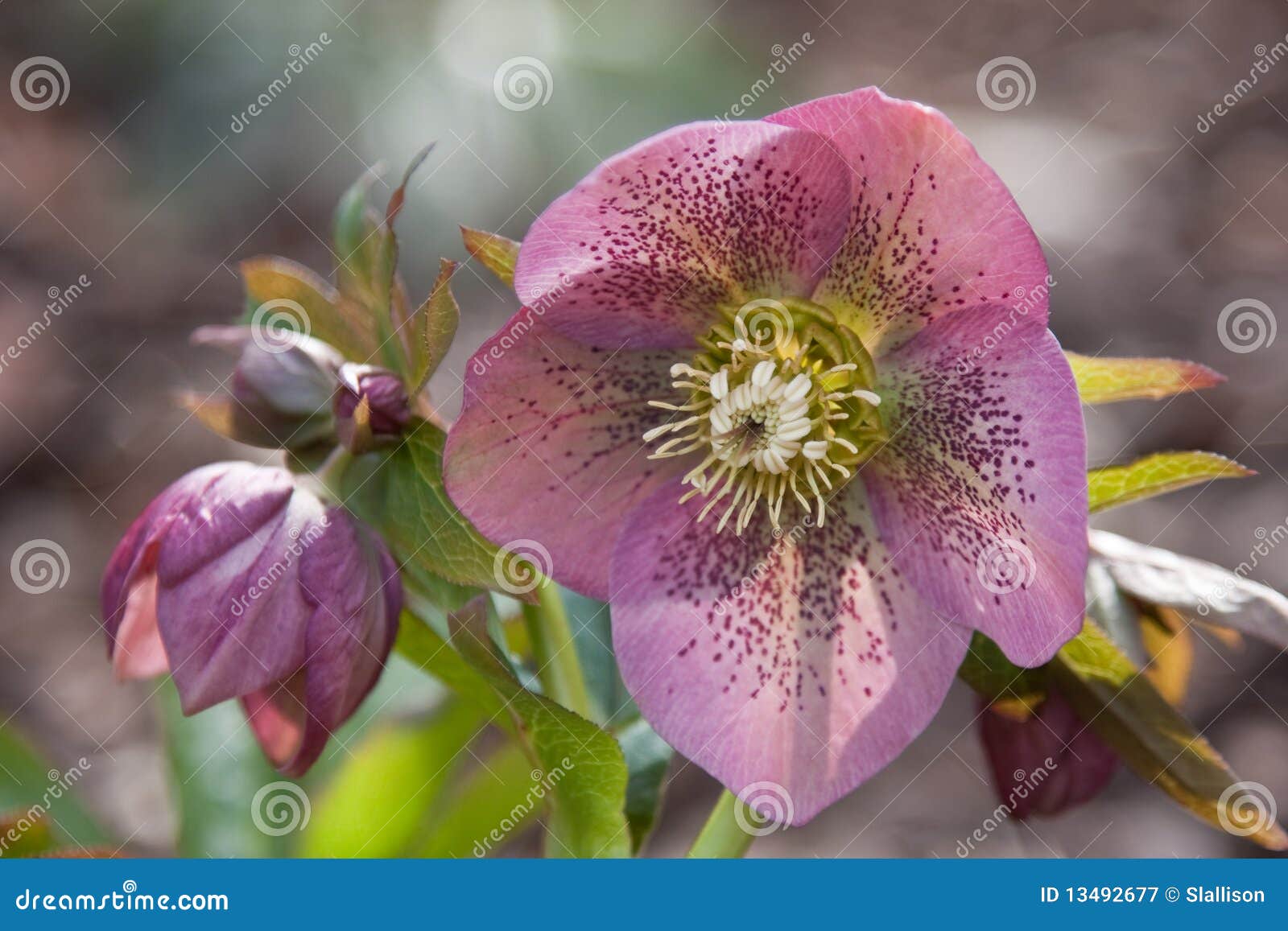 Easter Rose stock image. Image of bloom, leaf, leaves - 13492677