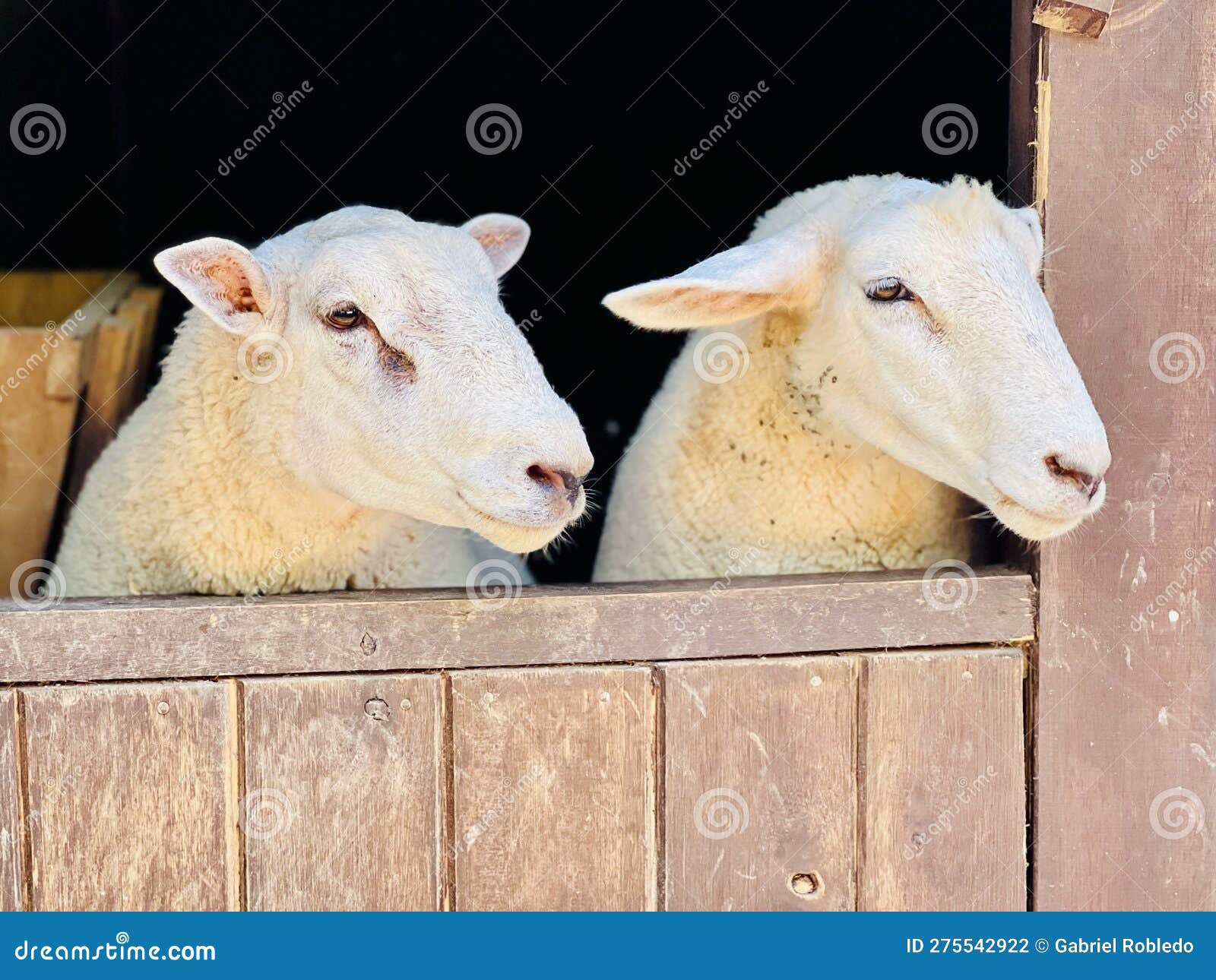 Easter sheep twins in barn stock photo. Image of pasture - 275542922