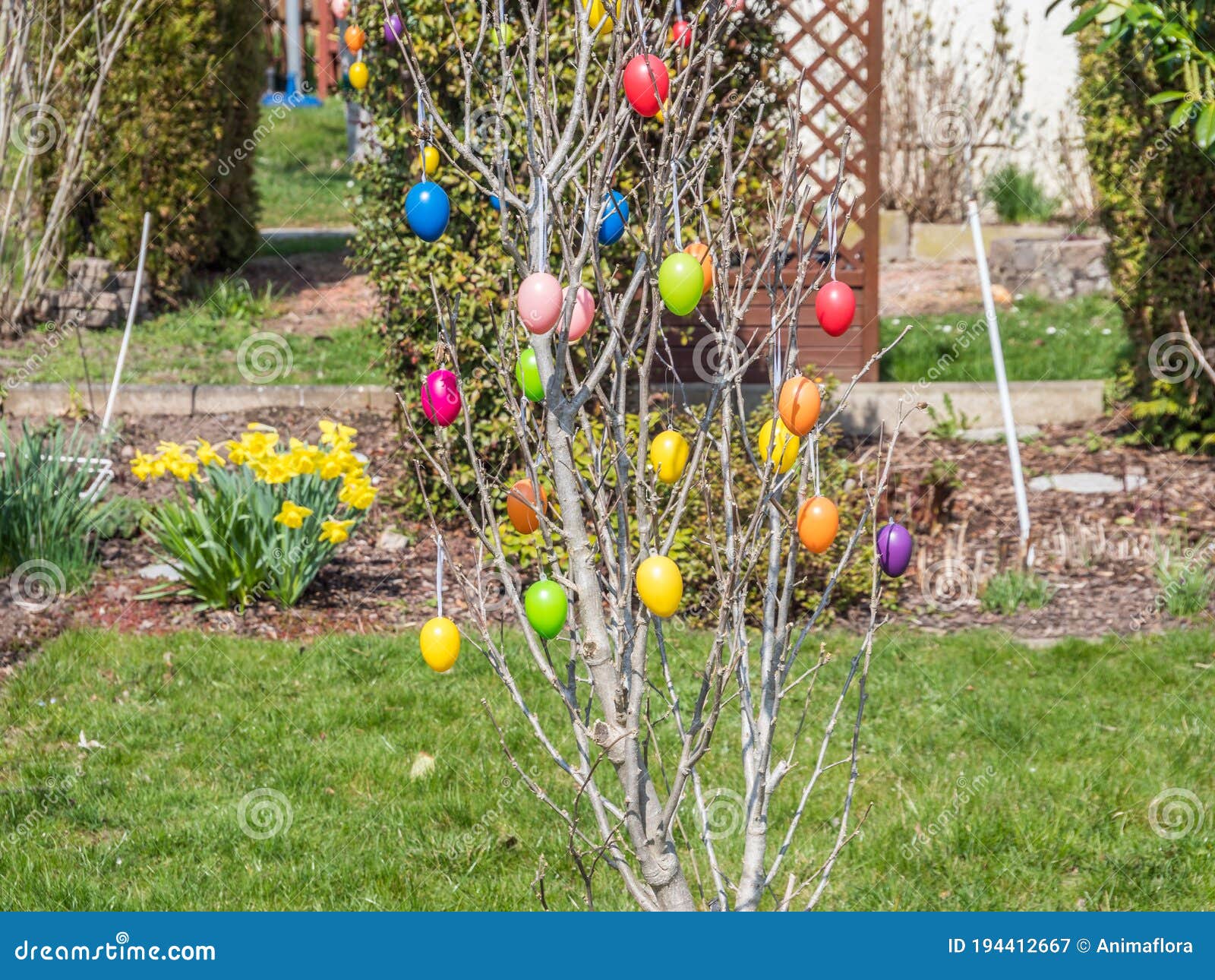 Easter shrub in the garden stock image. Image of fence - 194412667