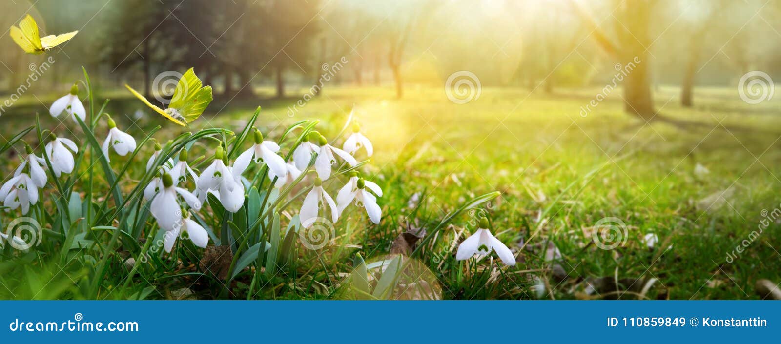Easter Spring Flower Background; Fresh Flower and Butterfly Stock Image ...