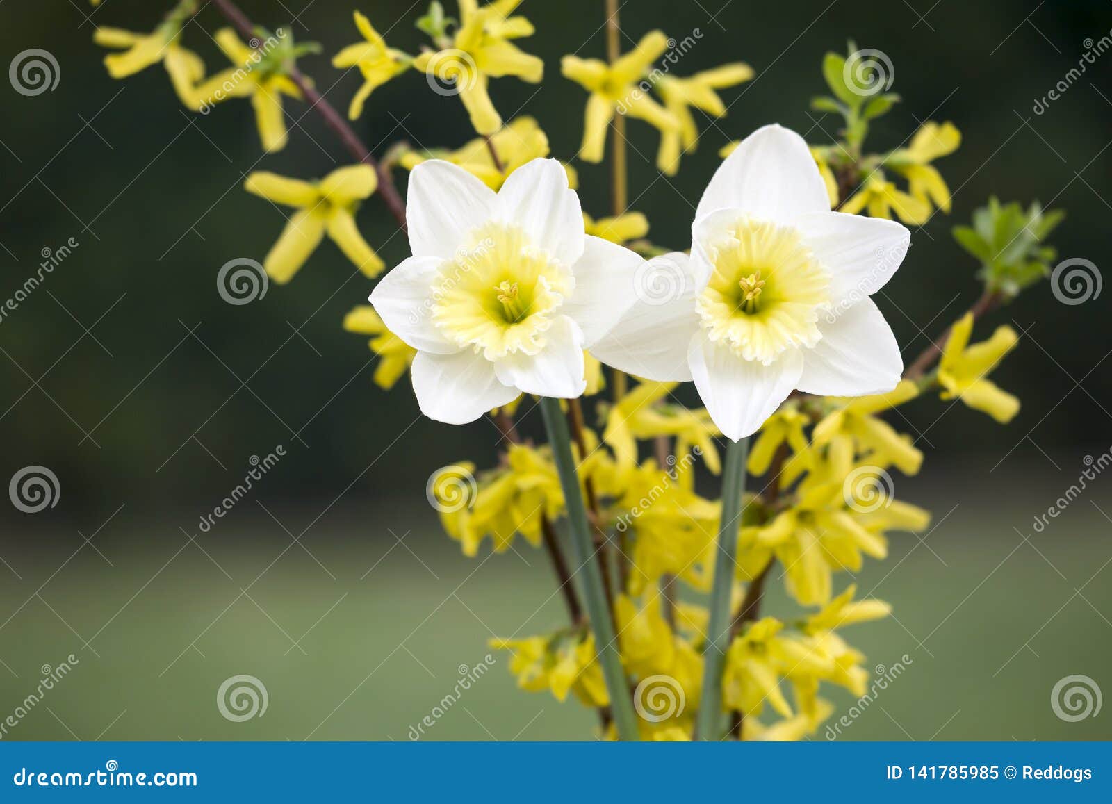 Easter, Spring Forward, Springtime - Bouquet of Daffodil Flowers Stock ...