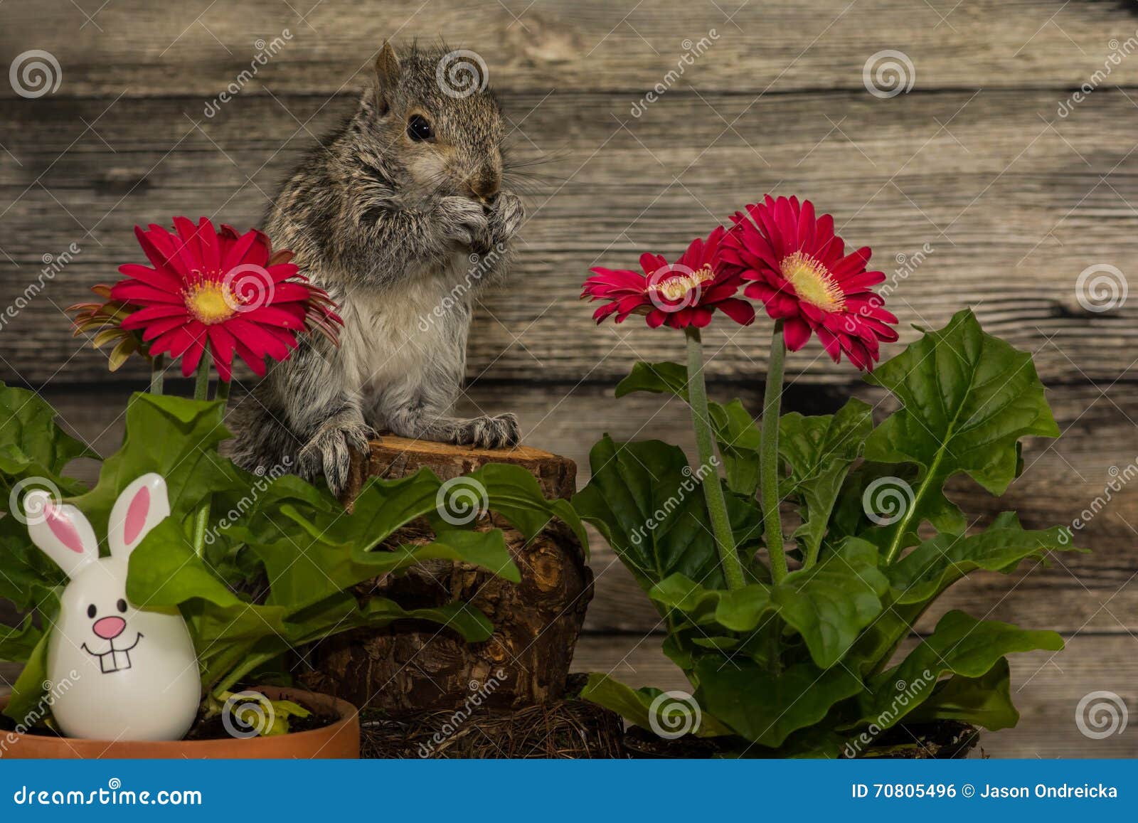 Easter Squirrel stock photo. Image of gray, carolinensis - 70805496