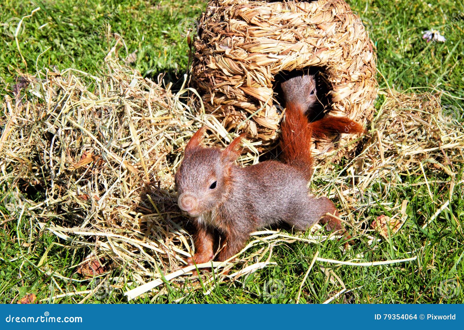 Easter Squirrel stock photo. Image of grass, young, playing - 79354064