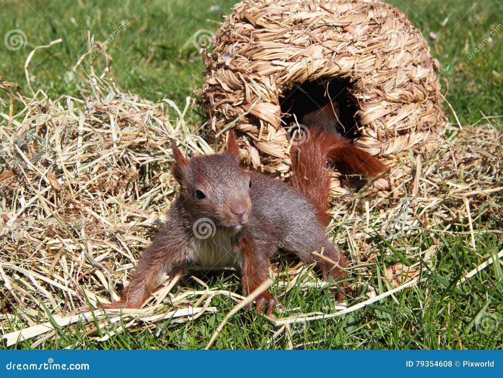 Easter Squirrel stock photo. Image of europe, eggs, easter - 79354608