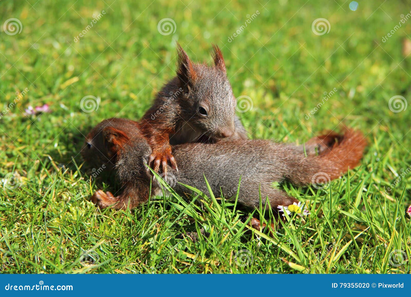 Easter Squirrel stock photo. Image of grass, young, flowers - 79355020