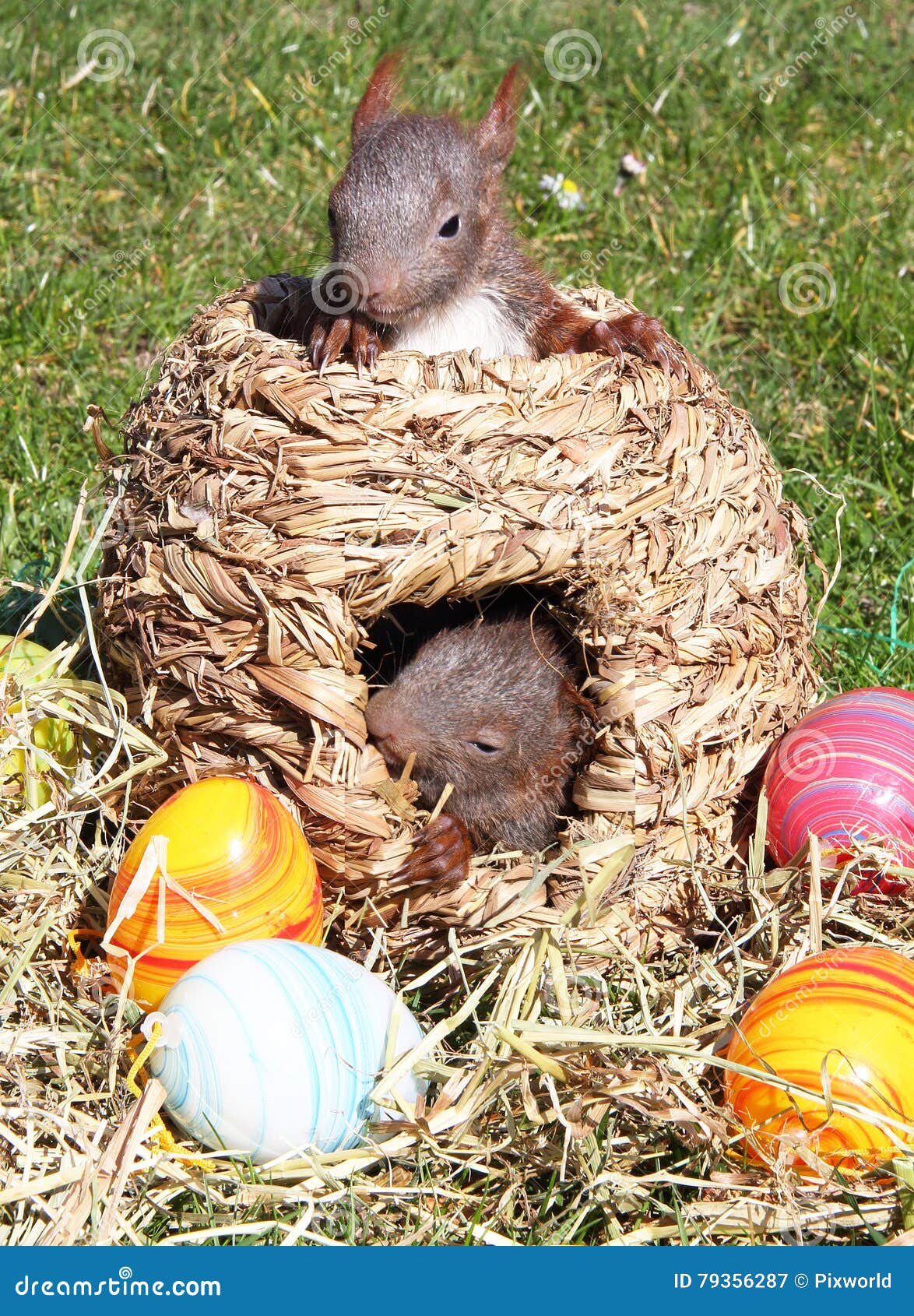 Easter Squirrel stock image. Image of squirrels, squirrel - 79356287