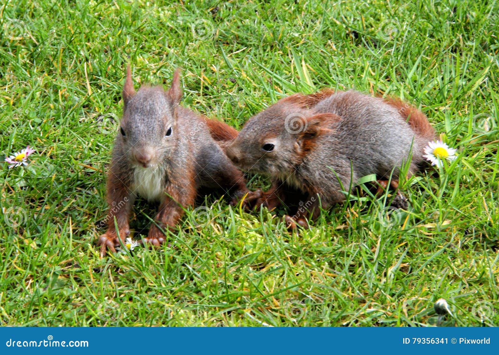 Easter Squirrel stock image. Image of europe, young, nature - 79356341