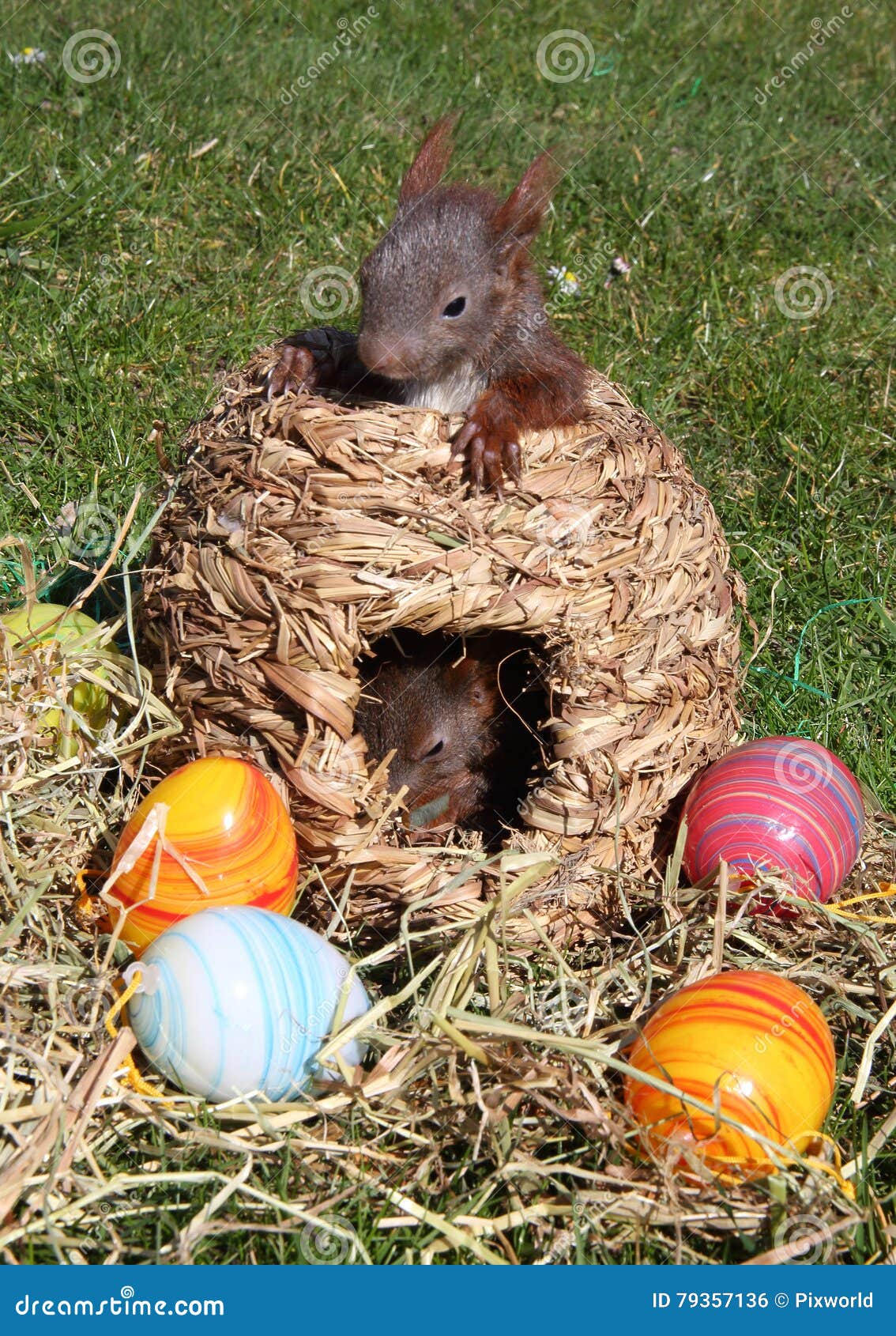 Easter Squirrel stock photo. Image of baby, sweet, playing - 79357136