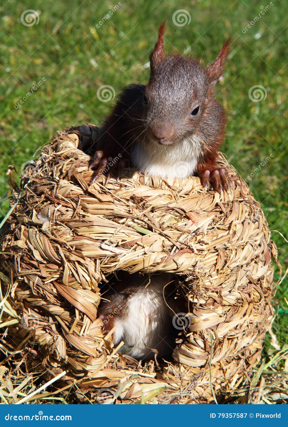 Easter Squirrel stock image. Image of squirrel, tree - 79357587