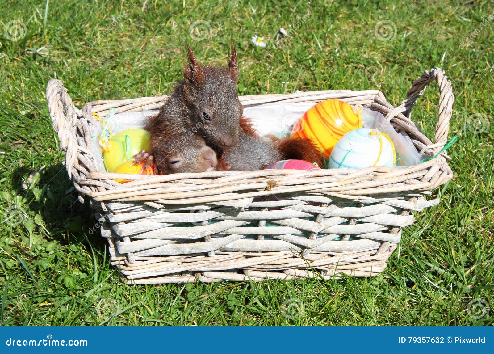 Easter Squirrel stock photo. Image of easter, squirrel - 79357632