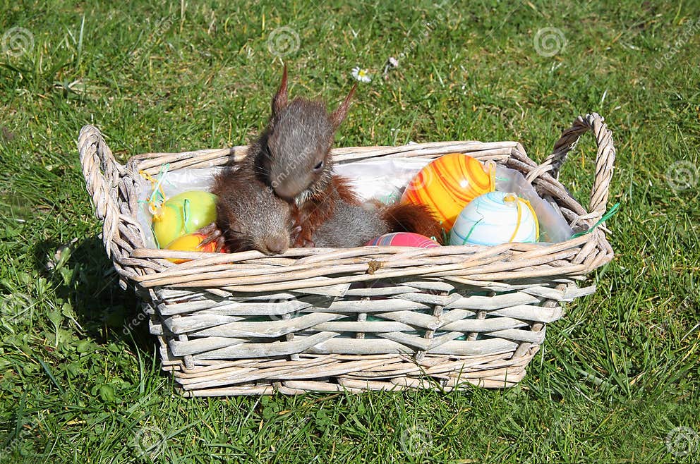 Easter Squirrel stock image. Image of tree, nature, brown - 79357671