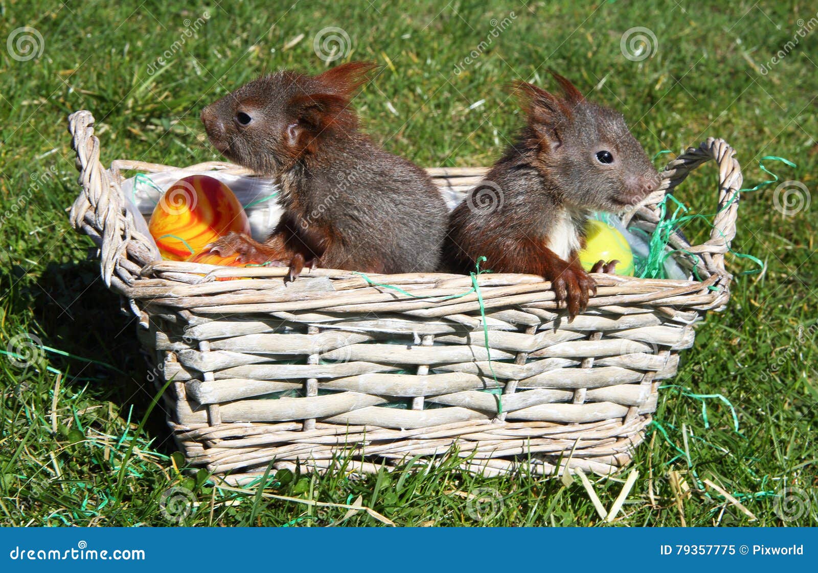 Easter Squirrel stock image. Image of brown, baby, cute - 79357775