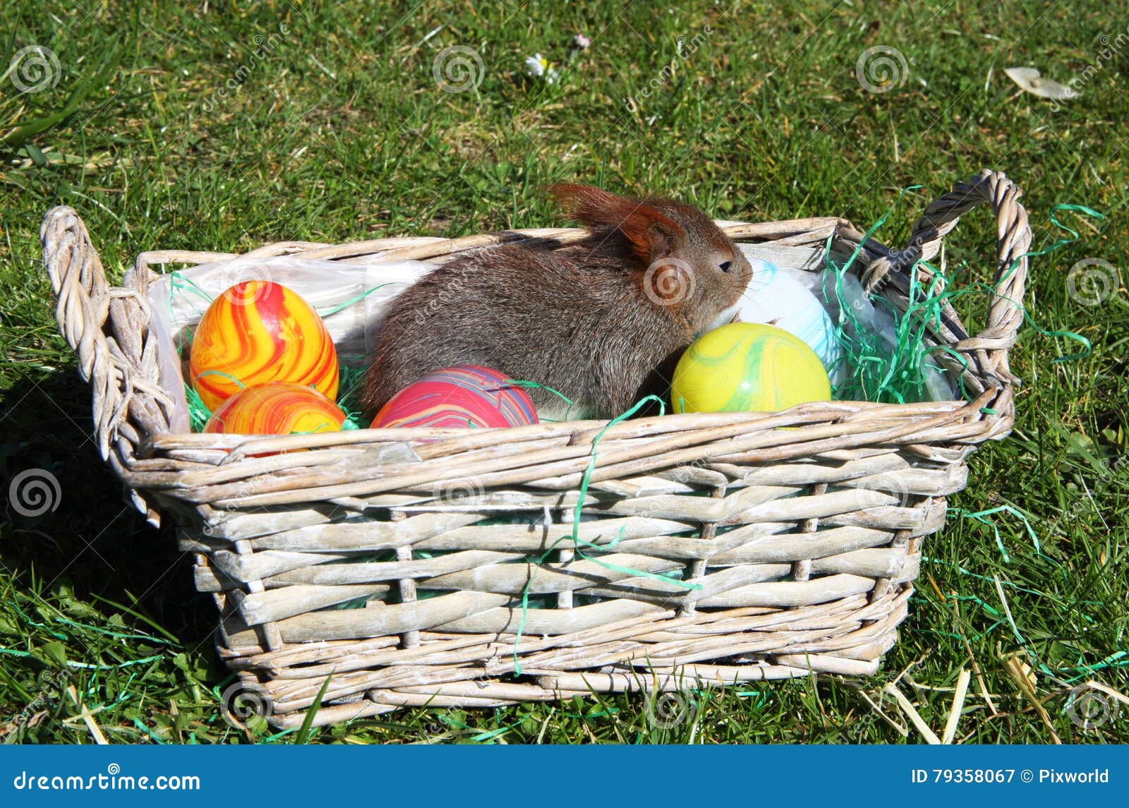 Easter Squirrel stock image. Image of squirrels, dark - 79358067