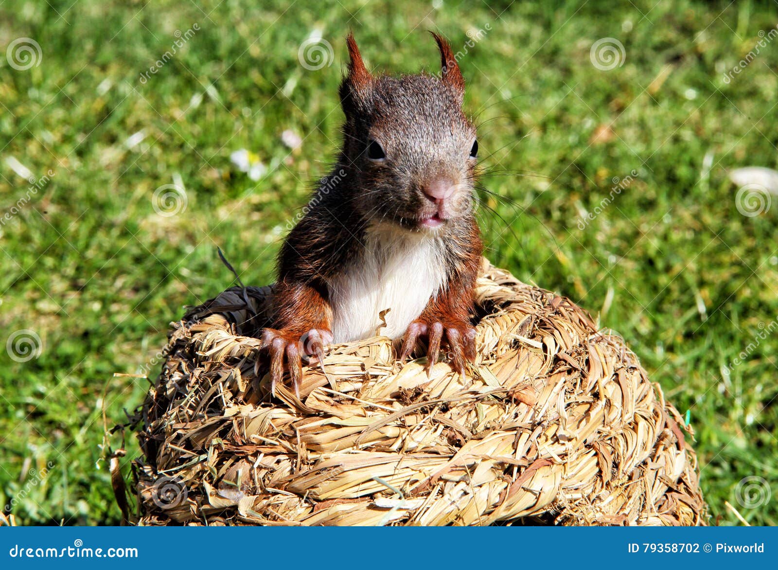 Easter Squirrel stock photo. Image of squirrel, europe - 79358702