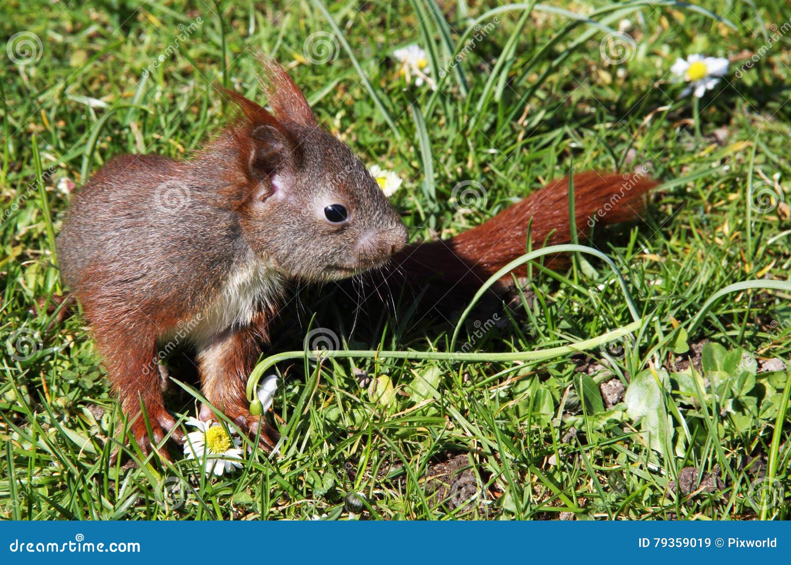 Easter Squirrel stock image. Image of nuts, cute, dark - 79359019