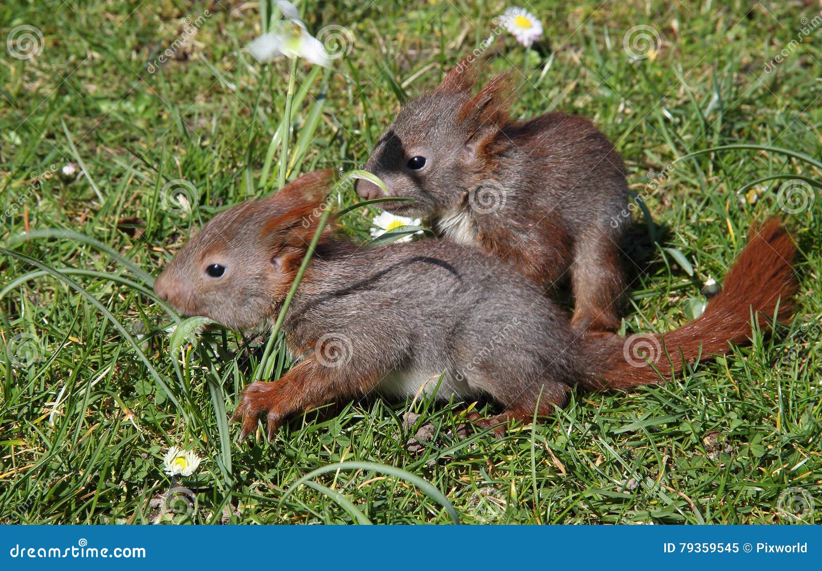 Easter Squirrel stock image. Image of young, baby, dark - 79359545