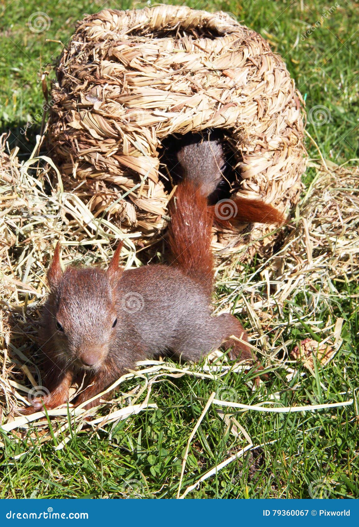 Easter Squirrel stock image. Image of tree, eating, dark - 79360067