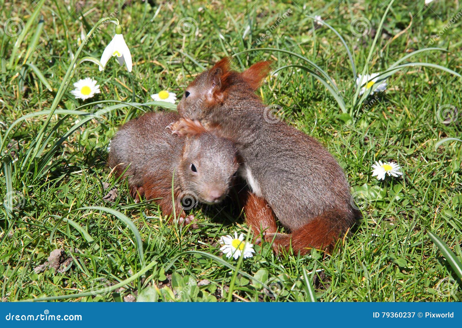 Easter Squirrel stock image. Image of squirrel, young - 79360237