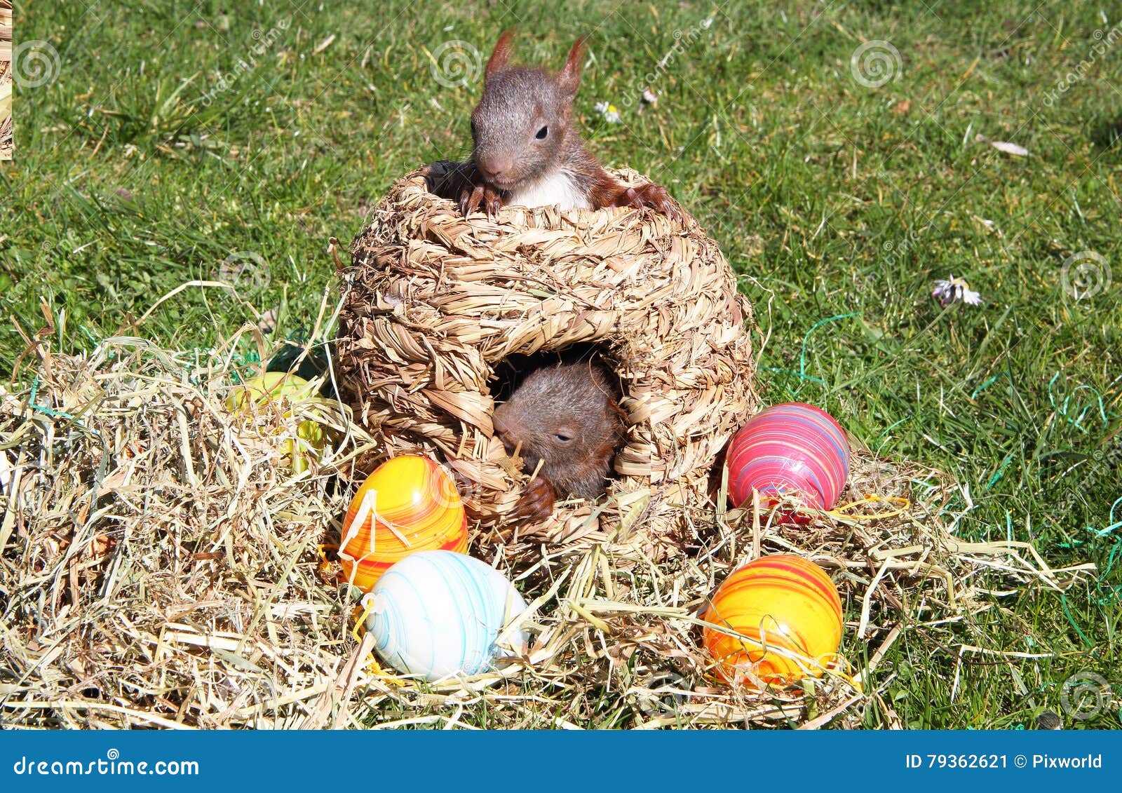 Easter Squirrel stock image. Image of flowers, europe - 79362621