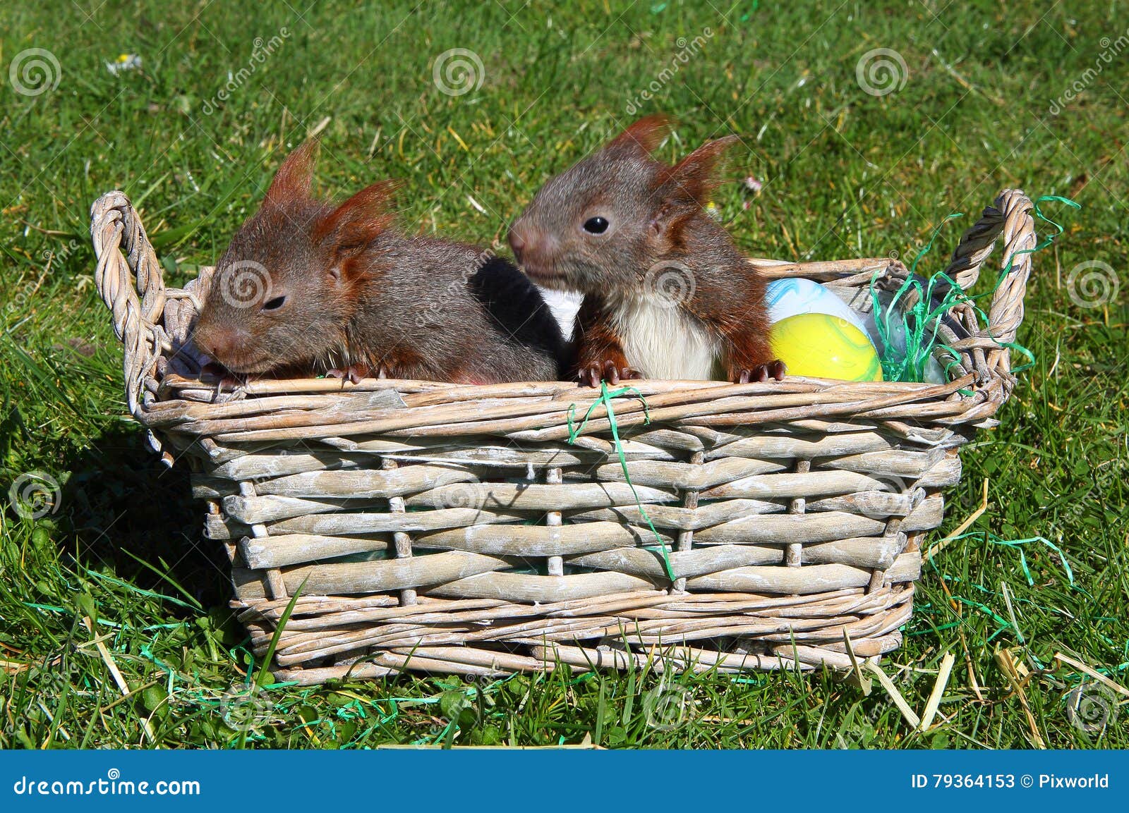 Easter Squirrel stock image. Image of family, nuts, eating - 79364153