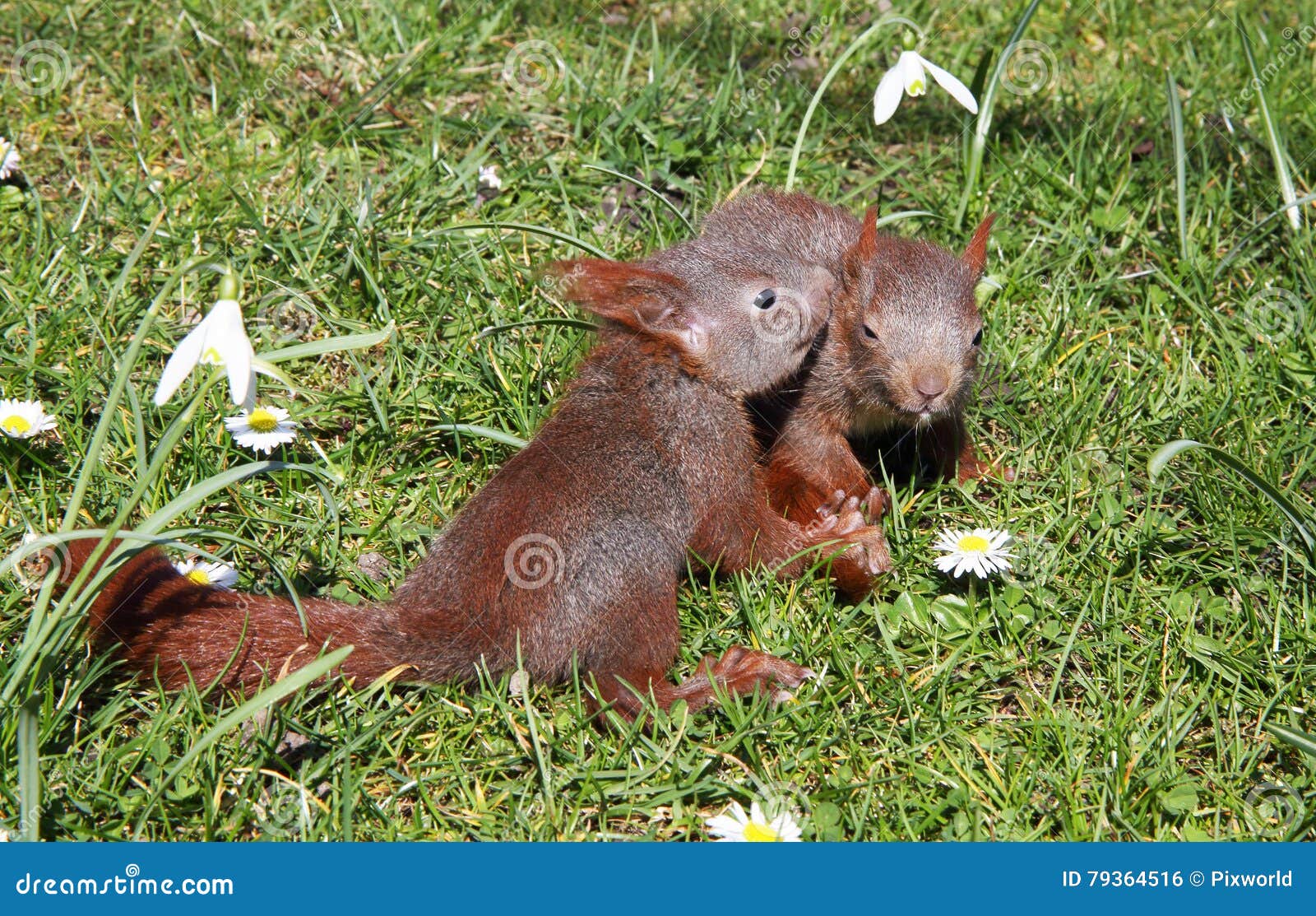 Easter Squirrel stock photo. Image of grass, flowers - 79364516