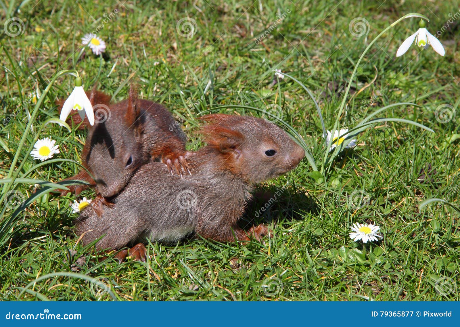 Easter Squirrel stock image. Image of brown, young, tree - 79365877