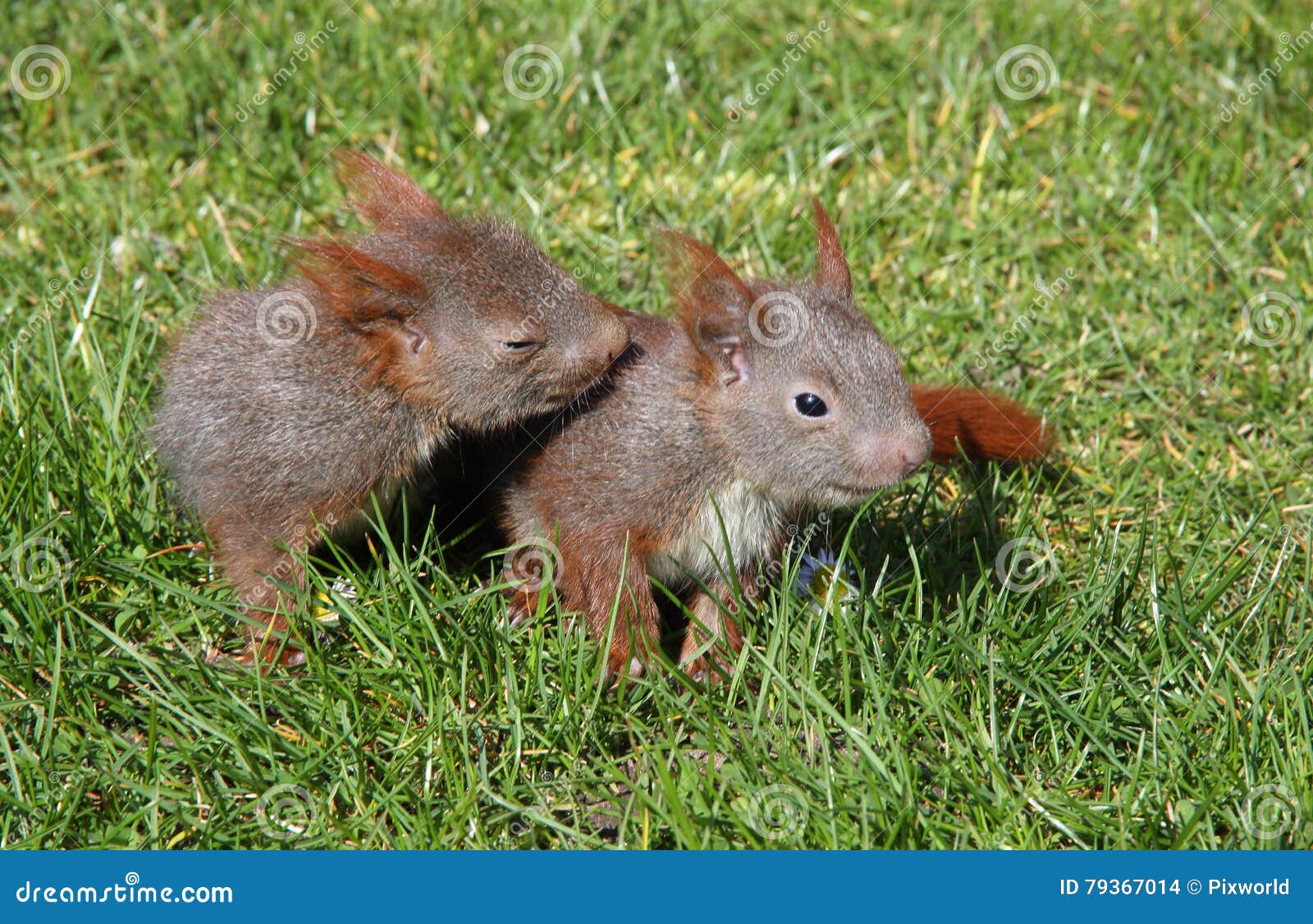Easter Squirrel stock photo. Image of grass, nature, young - 79367014