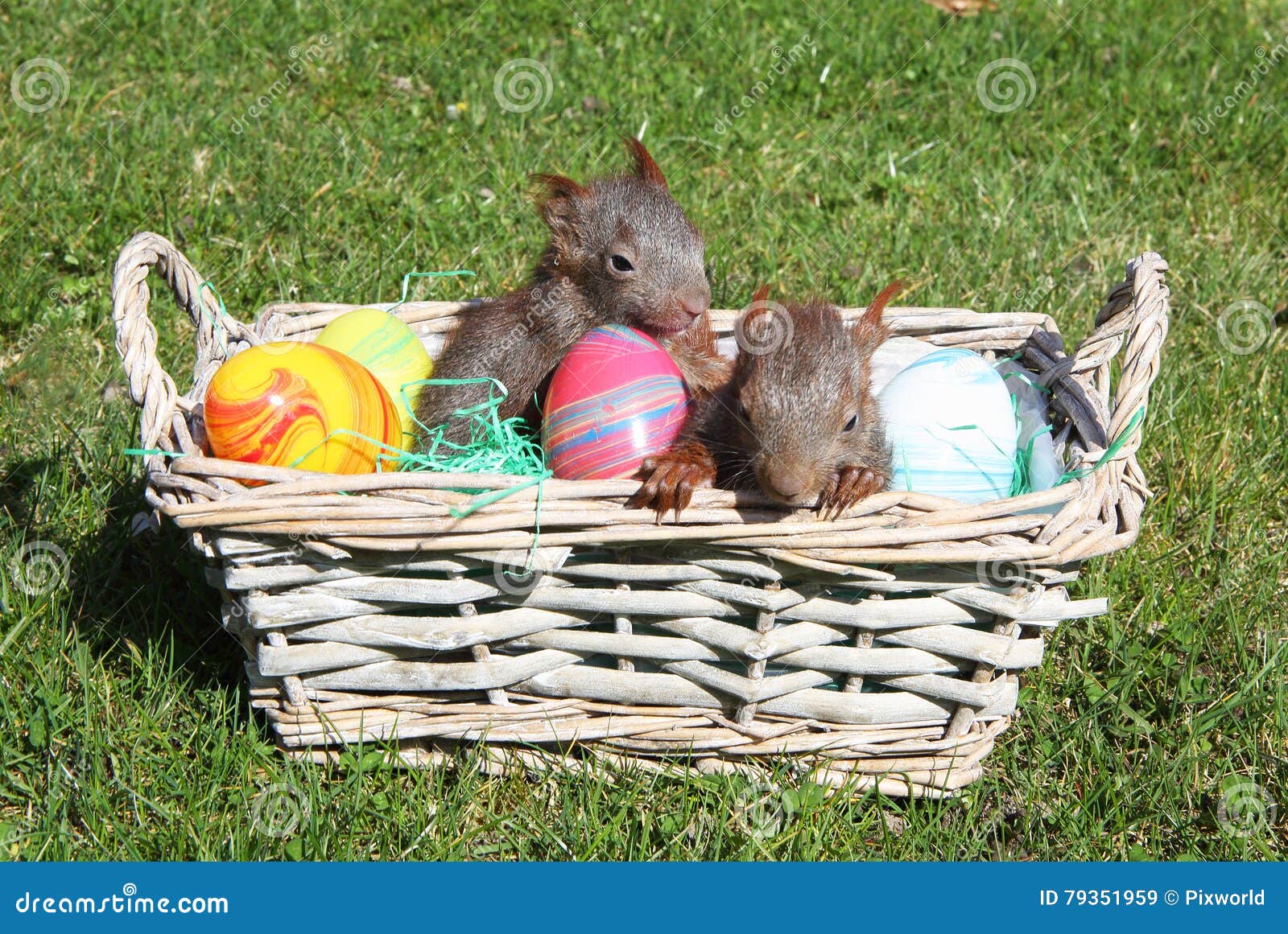 Easter Squirrel stock image. Image of easter, leaves - 79351959